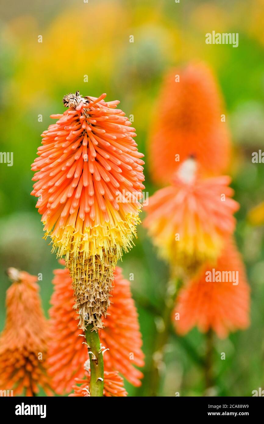 Kniphofia triangularis subsp. triangularis 'Light of the World'. Dwarf ...