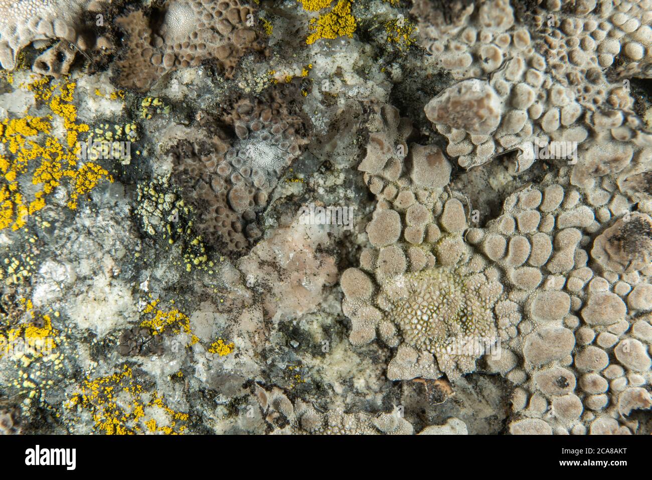 Lichen on a rock in close up Stock Photo - Alamy