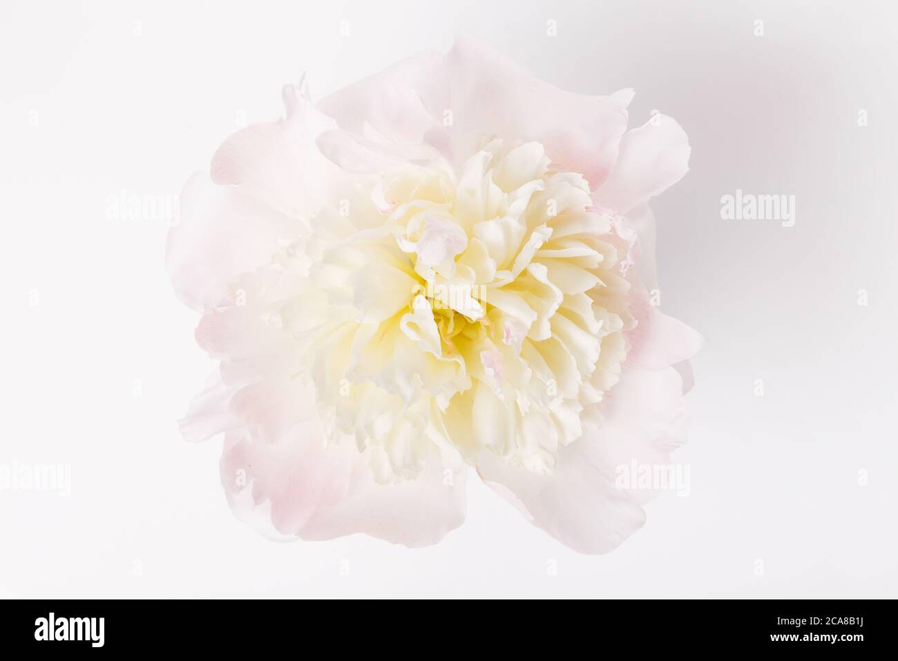 Light peony on a white background, top view, the concept of beauty ...