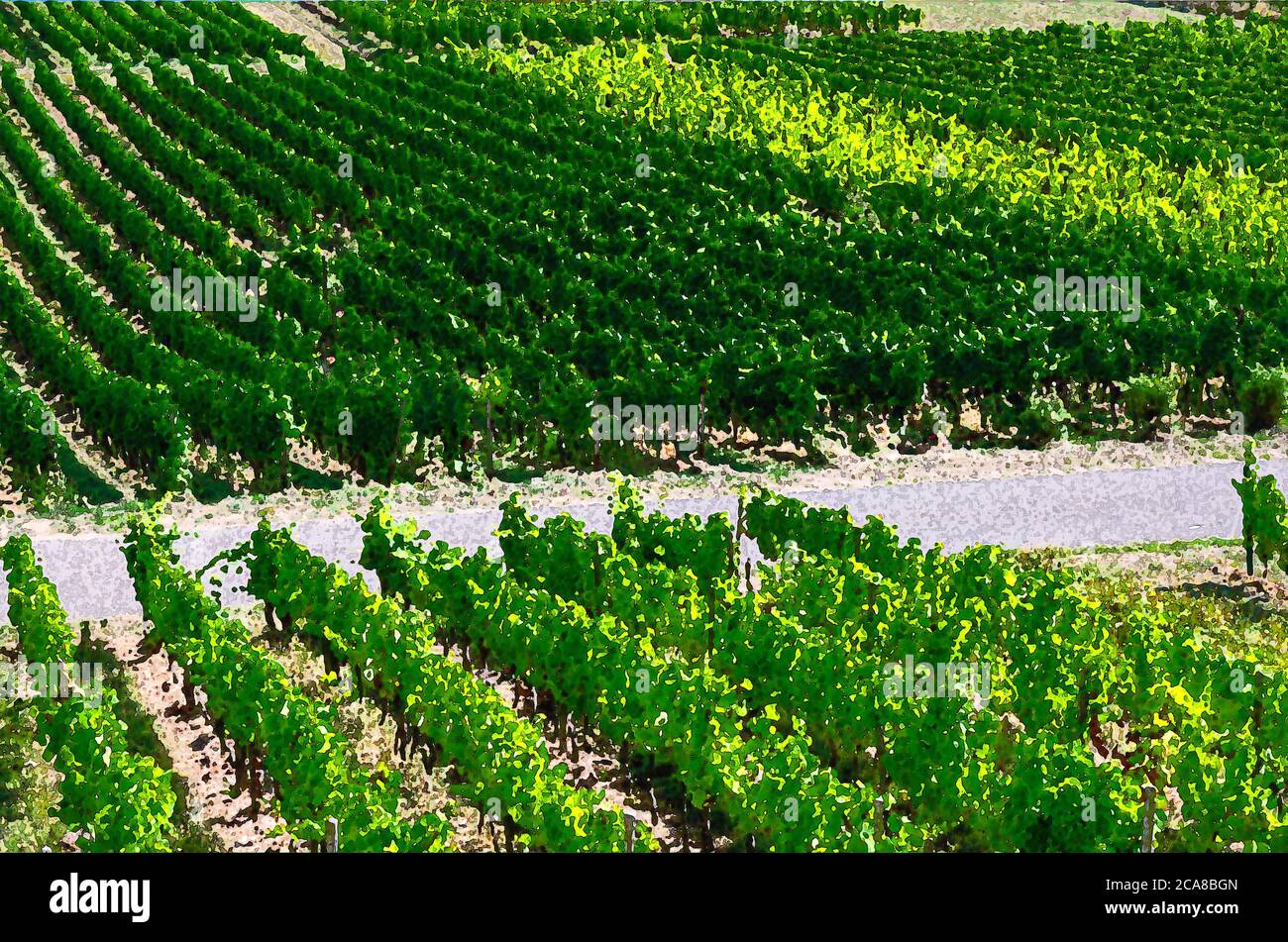 Grapevine drawing hi-res stock photography and images - Alamy