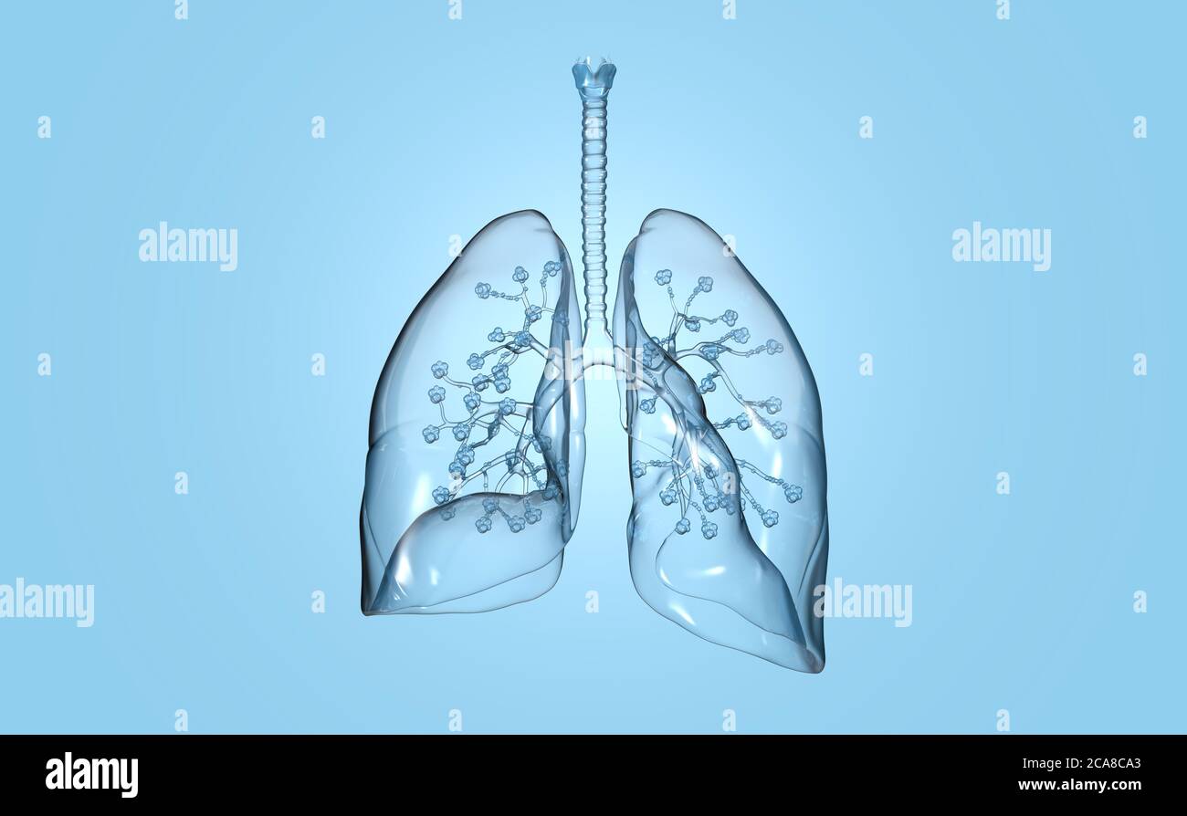 Illustration showing transparent human lungs with alveolus bronchia and ...