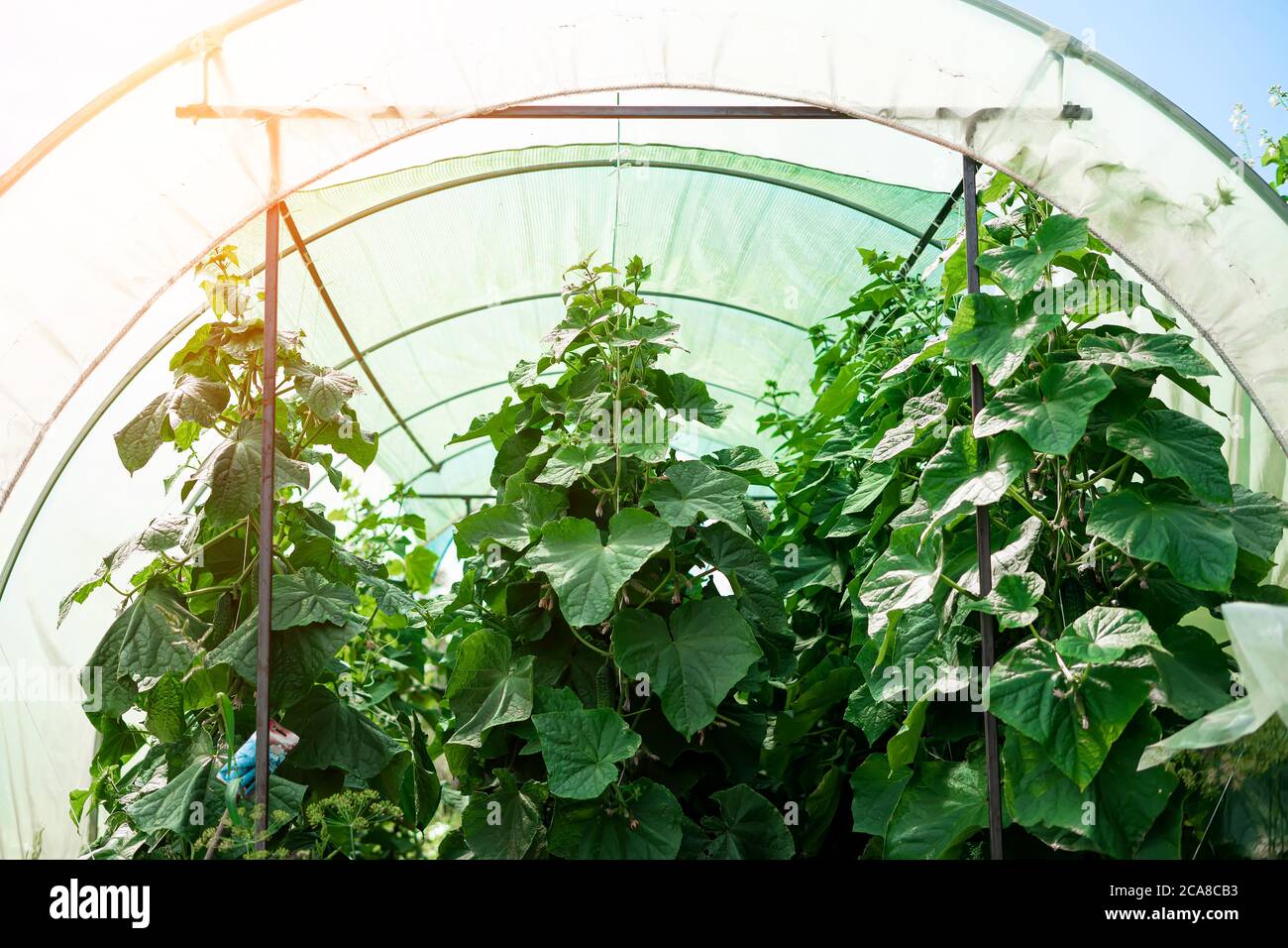 greenhouse cucumbers. Young cucumbers grow on a bush. Homemade ...