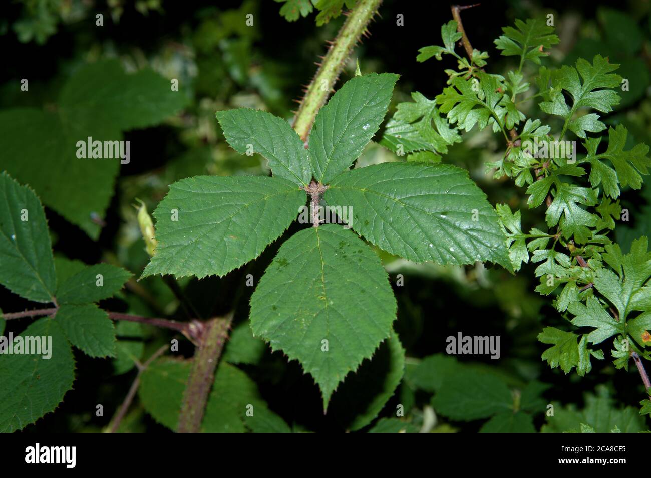 Bramble thicket hi-res stock photography and images - Alamy