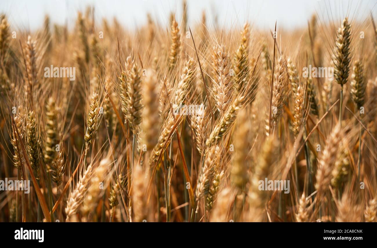 Yellow grain ready for harvest growing in a farm field Stock Photo - Alamy