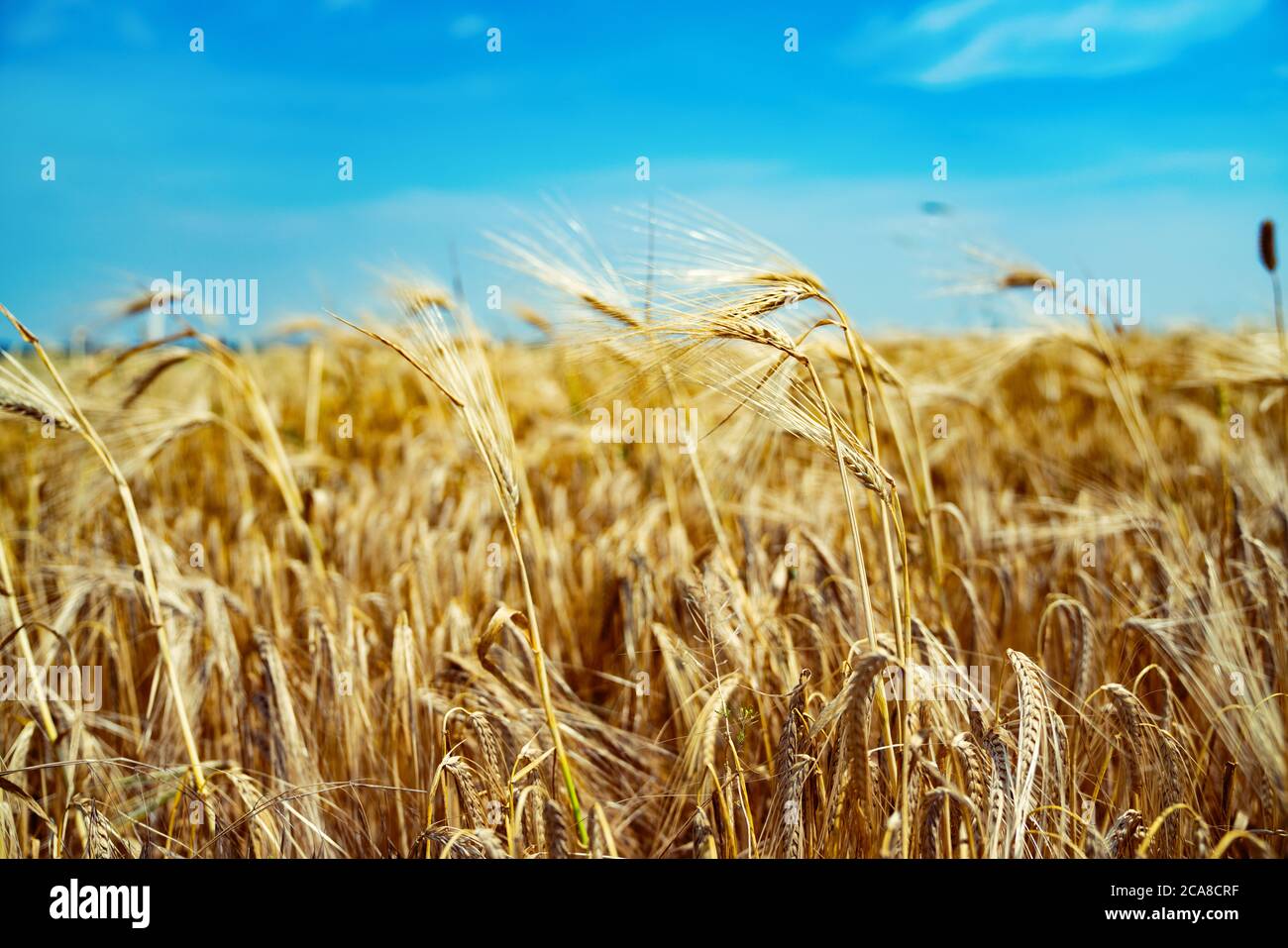Yellow grain ready for harvest growing in a farm field Stock Photo - Alamy