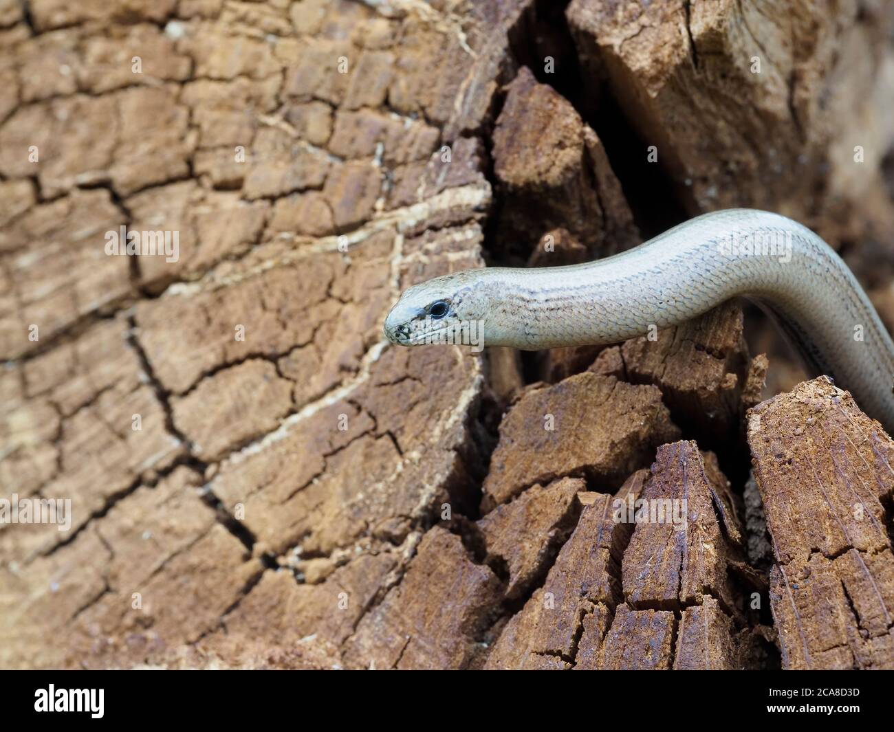 Slow worm, Anguis fragilis, single reptile on log, Warwickshire, July ...