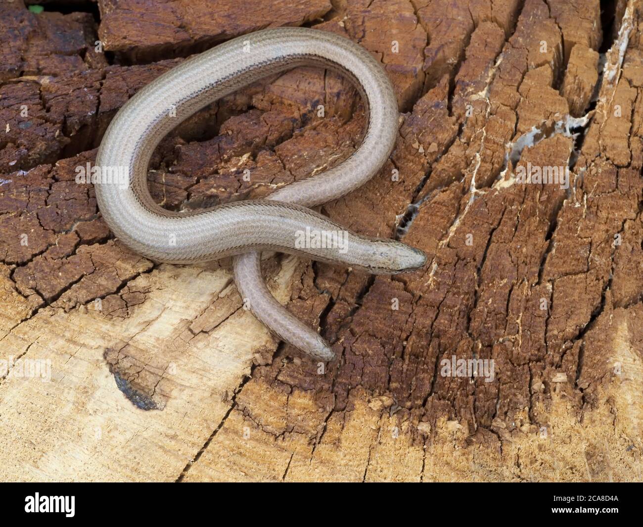 Slow worm, Anguis fragilis, single reptile on log, Warwickshire, July ...