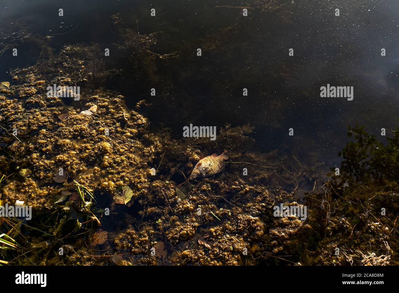 Putrid fish hi-res stock photography and images - Alamy