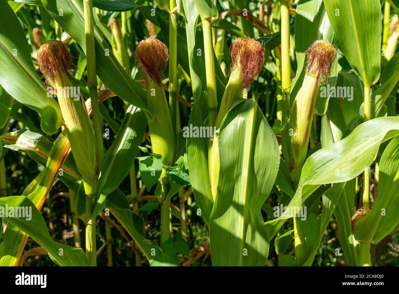 Maize field, forage maize, green, juicy, near Irrel, Eifel, Rhineland ...