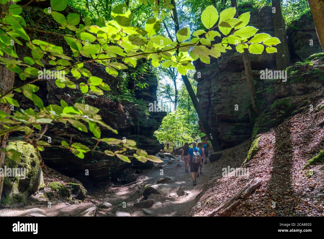 Trail to the Devil's Gorge, near Irrel, Nature Park Südeifel, Rheinland ...