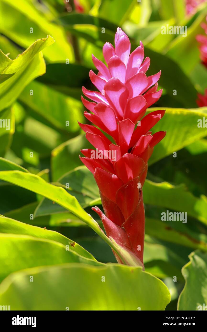 Red Ginger flower growing near to the mayan city of Palenque. Alpinia ...