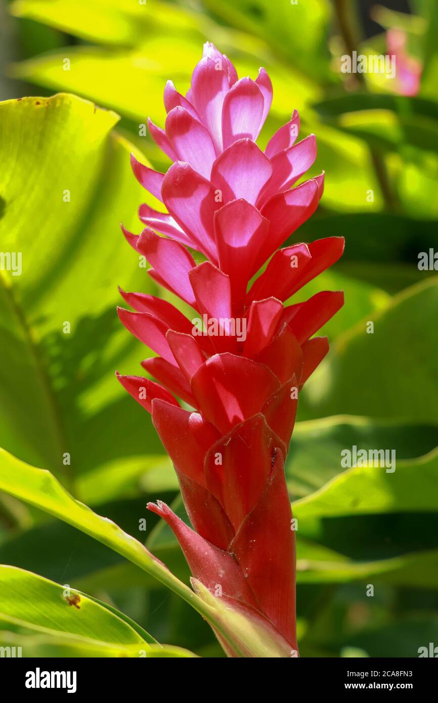 Red Ginger flower growing near to the mayan city of Palenque. Alpinia ...