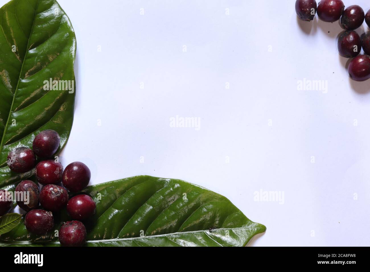 white background with leaves and fresh red coffee fruit in the corner ...