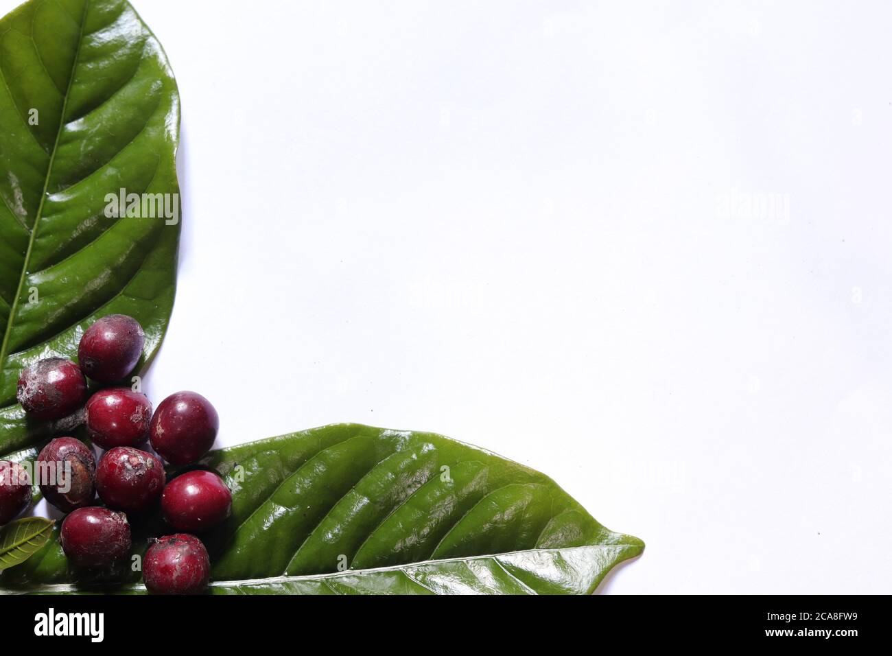 white background with leaves and fresh red coffee fruit in the corner ...