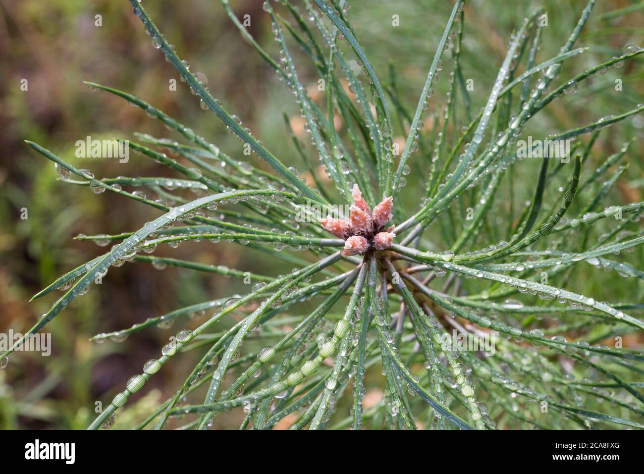Pine tree needles hi-res stock photography and images - Alamy