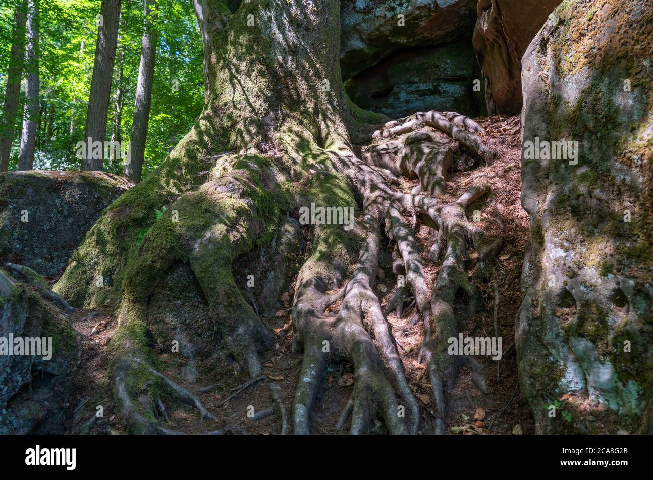 The Devil's Gorge, narrow, passable gorge of sandstone rocks, with ...