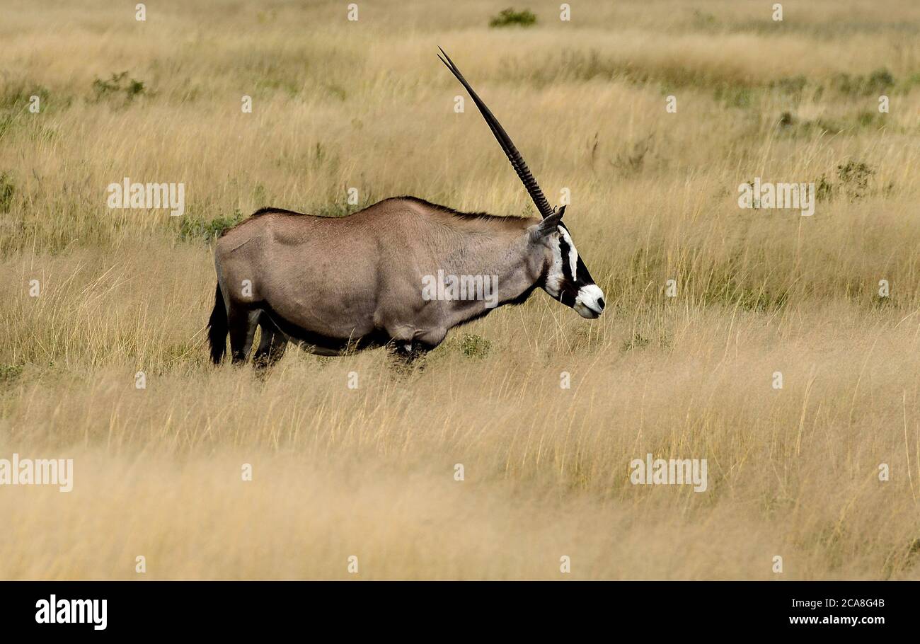 NAMIBIAN ORYX ANTELOPE NEAR KALAHARI DESERT IN NAMIBIA Stock Photo - Alamy