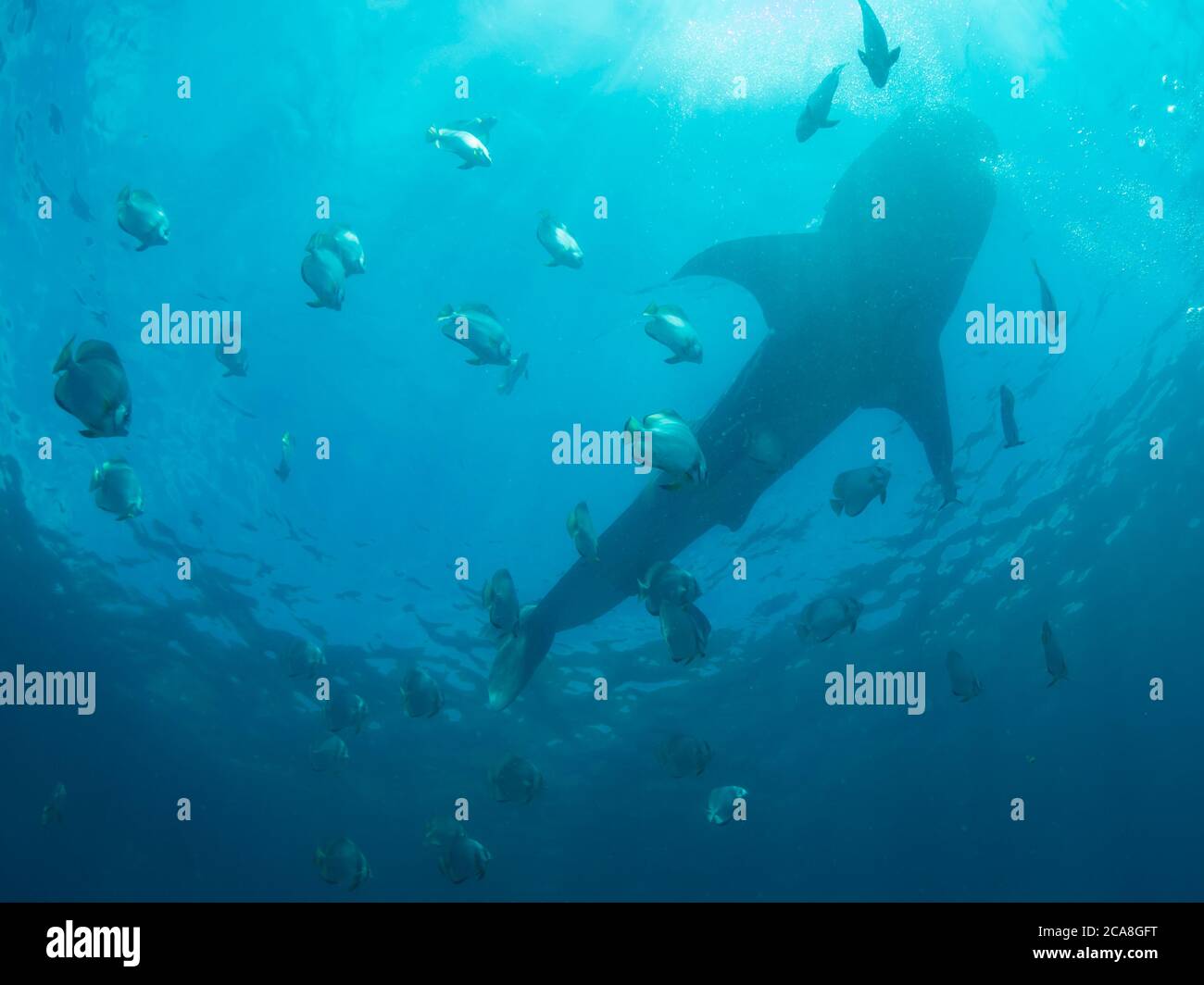 Surrounded by giant sharks hi-res stock photography and images - Alamy