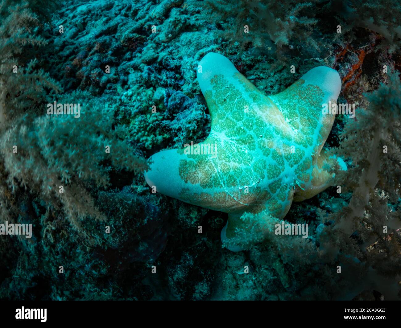 Colorful starfish over the coral reef. Underwater photo. Philippines ...