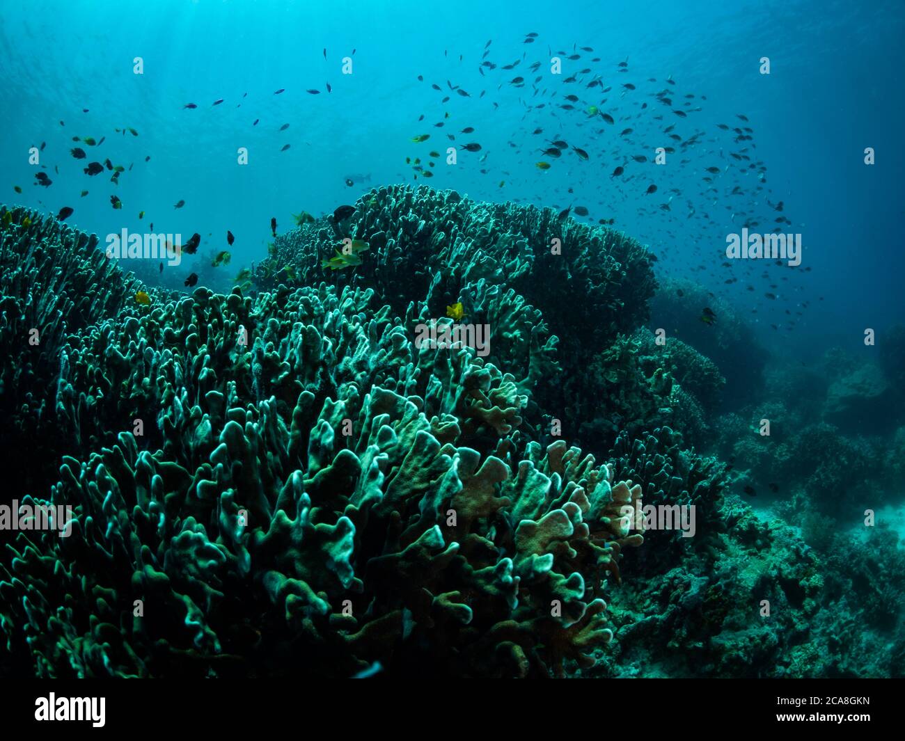 Colorful coral reef, underwater photo, Philippines Stock Photo - Alamy