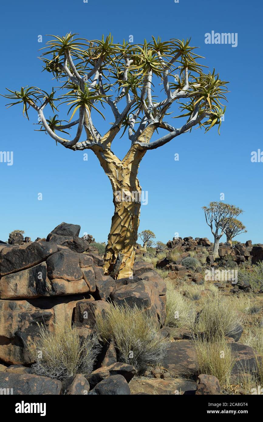 QUIVER TREE IN THE KALAHARI DESERT IN NAMIBIA. ENDEMIC TREE IN ANGOLA ...