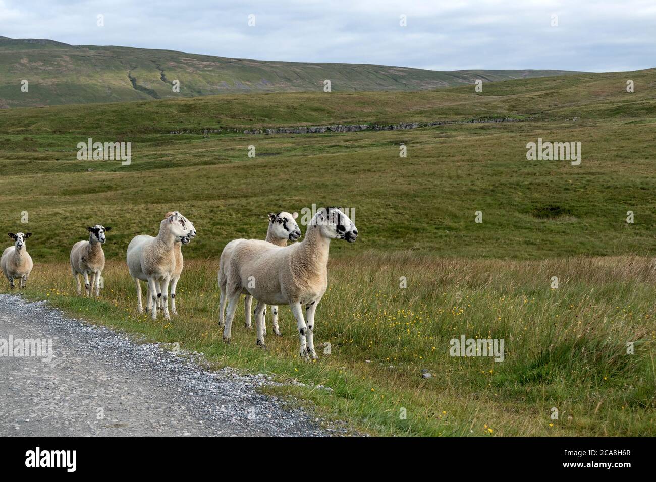 Rough Summer Grazing and Recently Sheared Sheep, Yorkshire Dales, UK ...