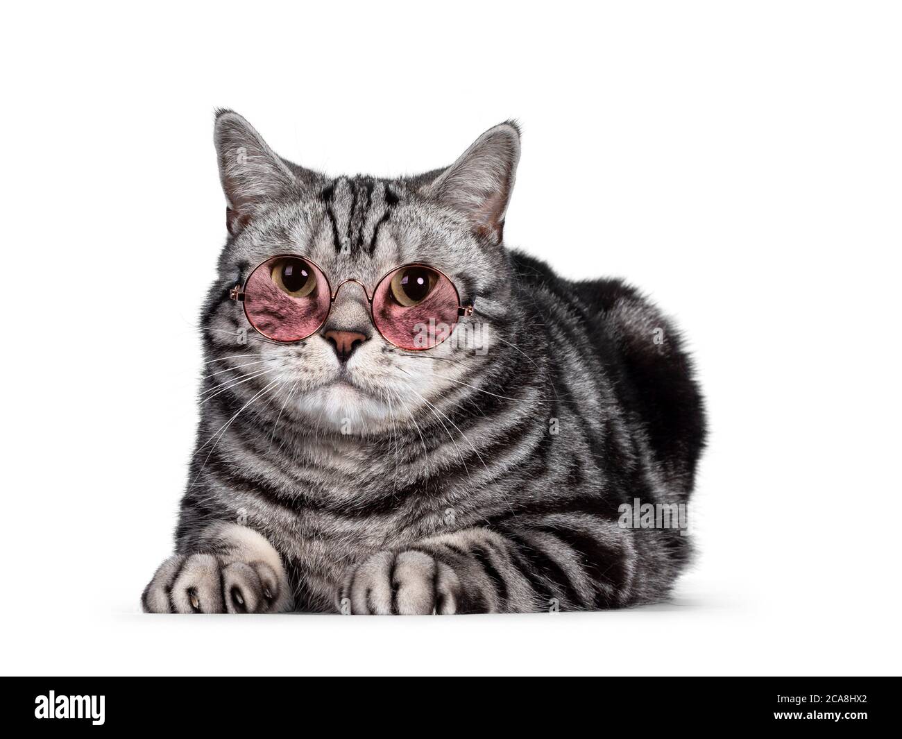 Cute cat facing camera glasses hi-res stock photography and images - Alamy
