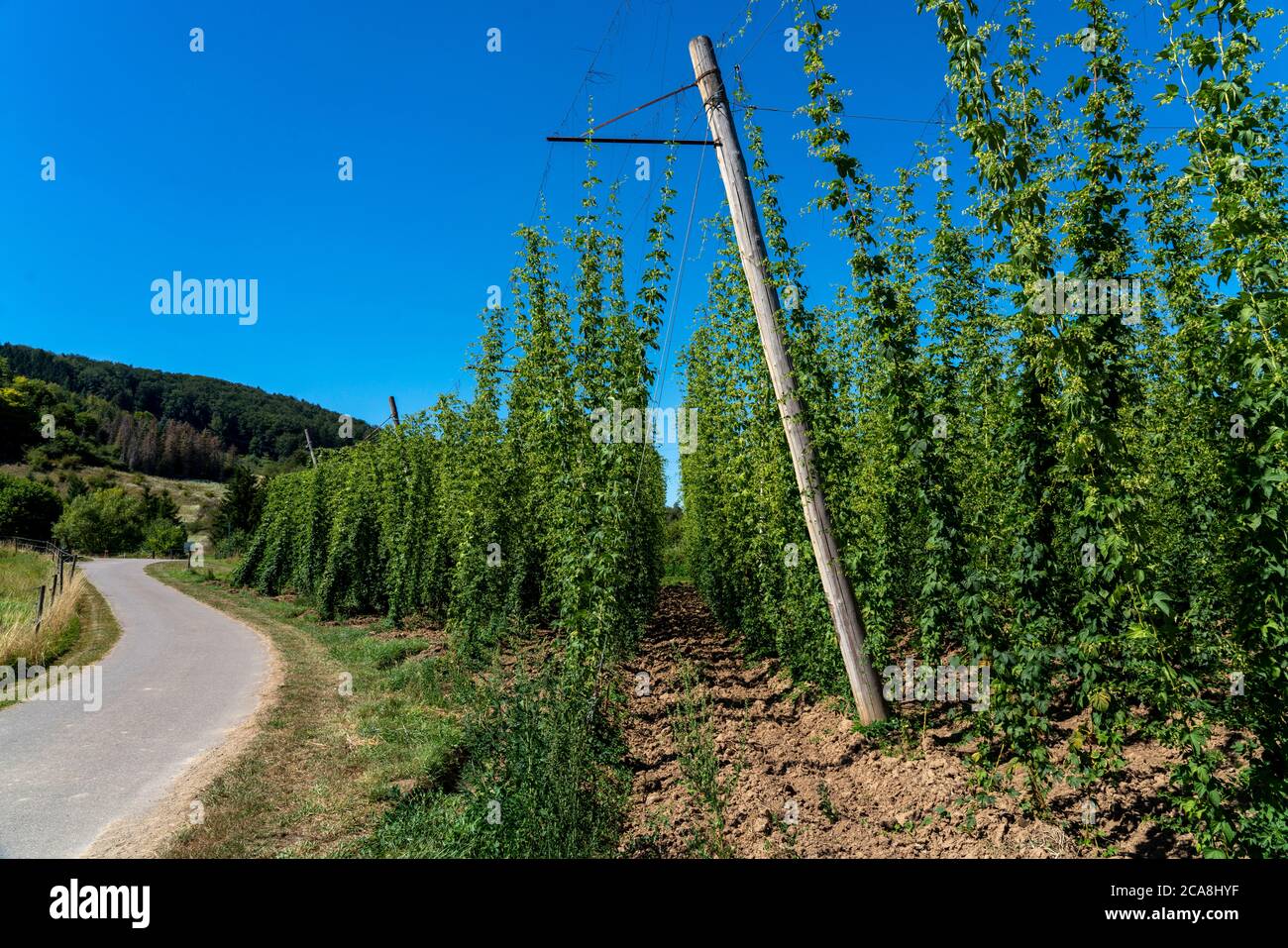 Bitburger pils hi-res stock photography and images - Alamy