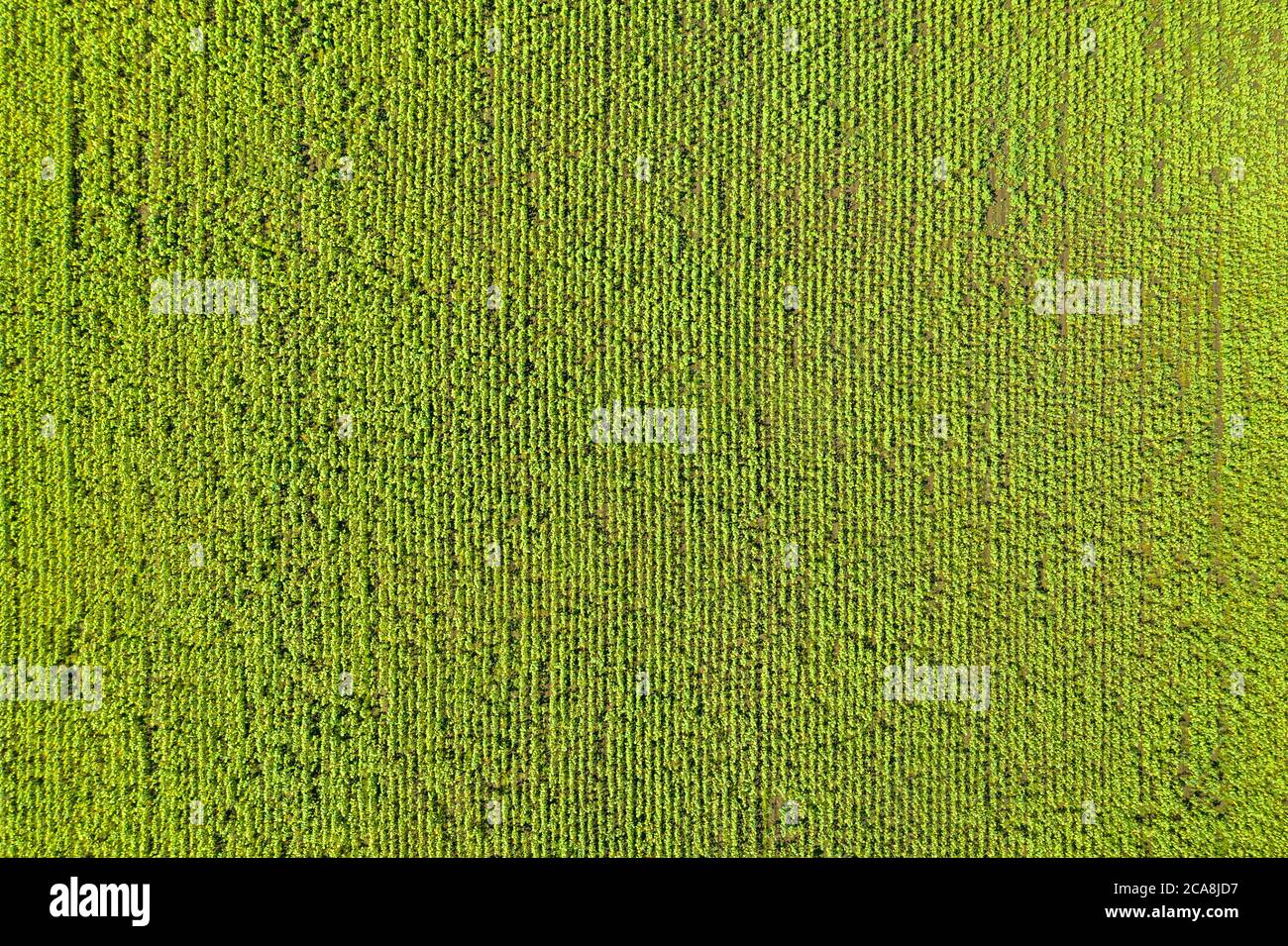 Herb texture hi-res stock photography and images - Alamy