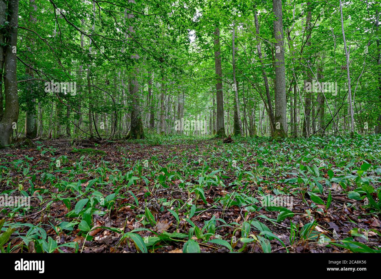 low perspective in a green forest in Sweden Stock Photo - Alamy