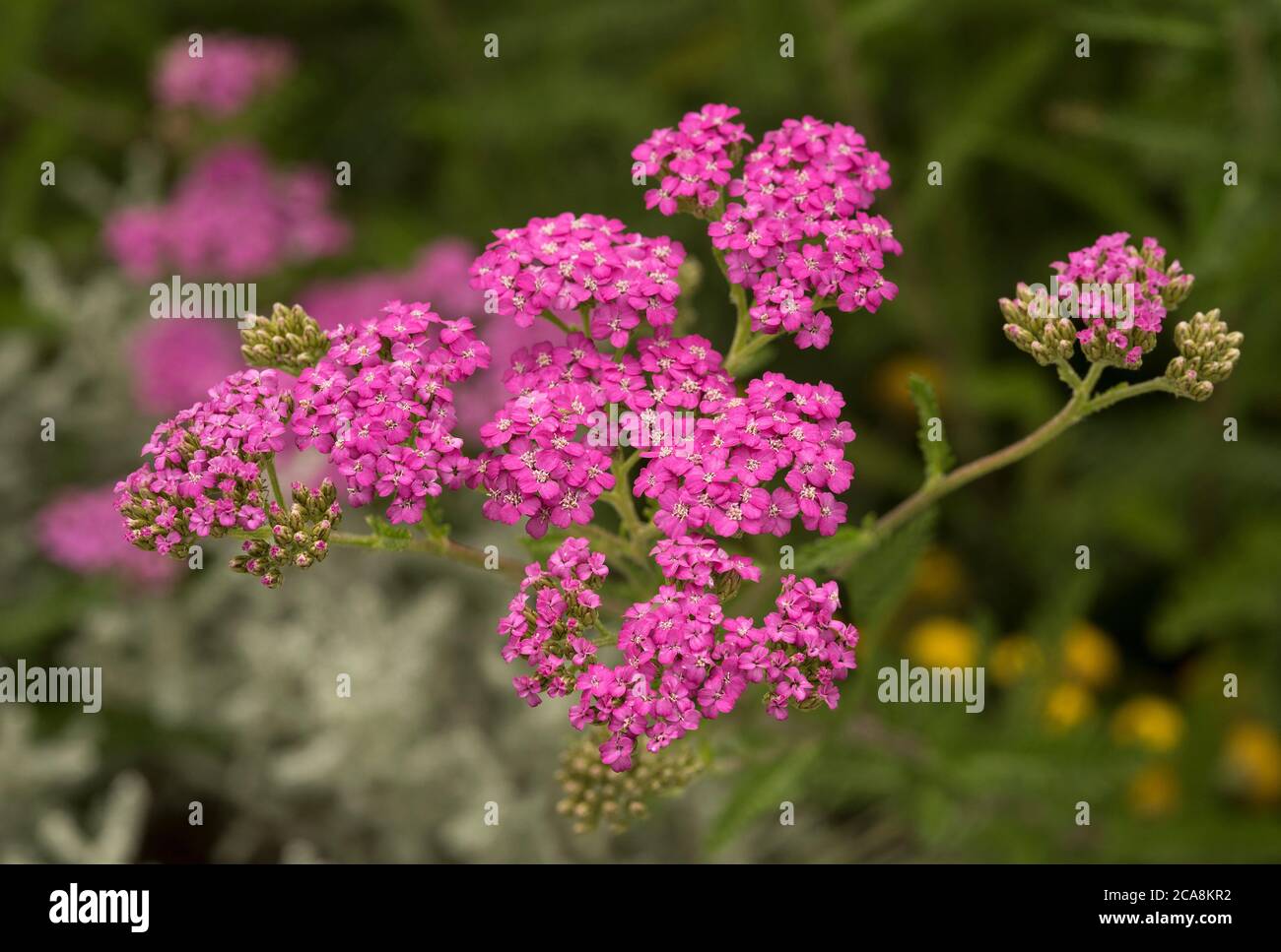 Small deep pink flowers of Yarrow - Achillea Millefolium, aka Nosebleed ...
