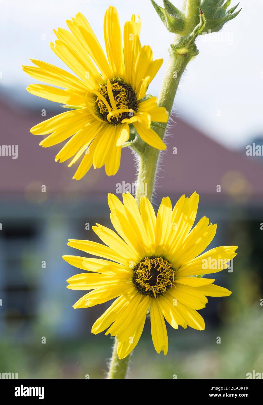 Close up of radiant yellow False Sunflowers (Heliopsis helianthoides ...