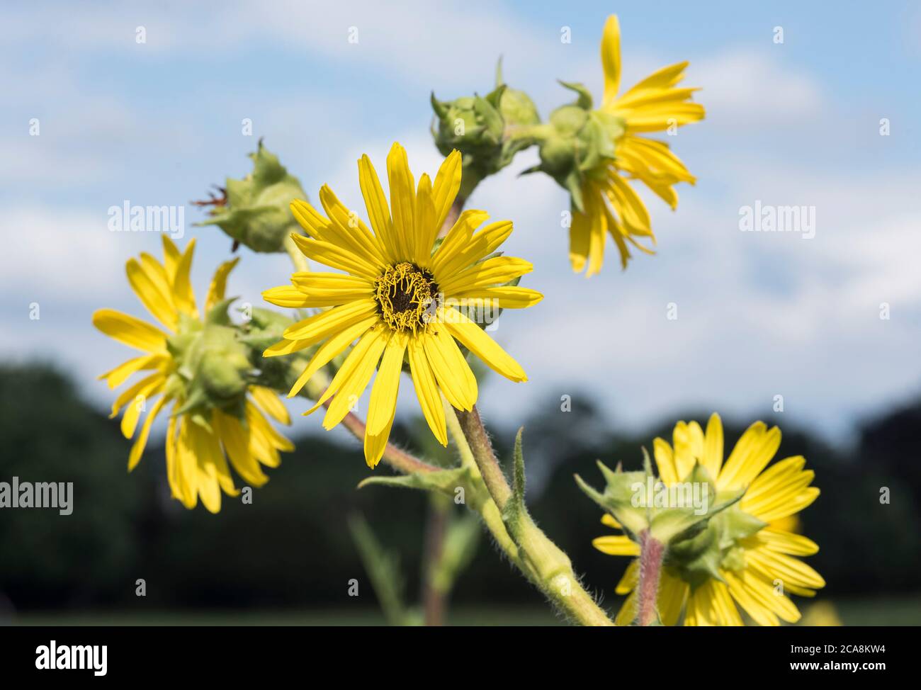 Close up of radiant yellow False Sunflowers (Heliopsis helianthoides ...