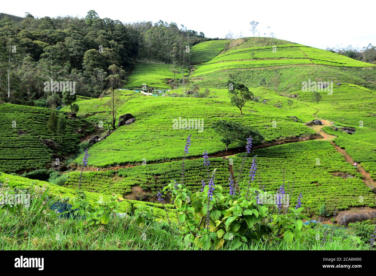 TEA PLANTATIONS IN SRI LANKA. IN NUWARA DISTRICT Stock Photo - Alamy