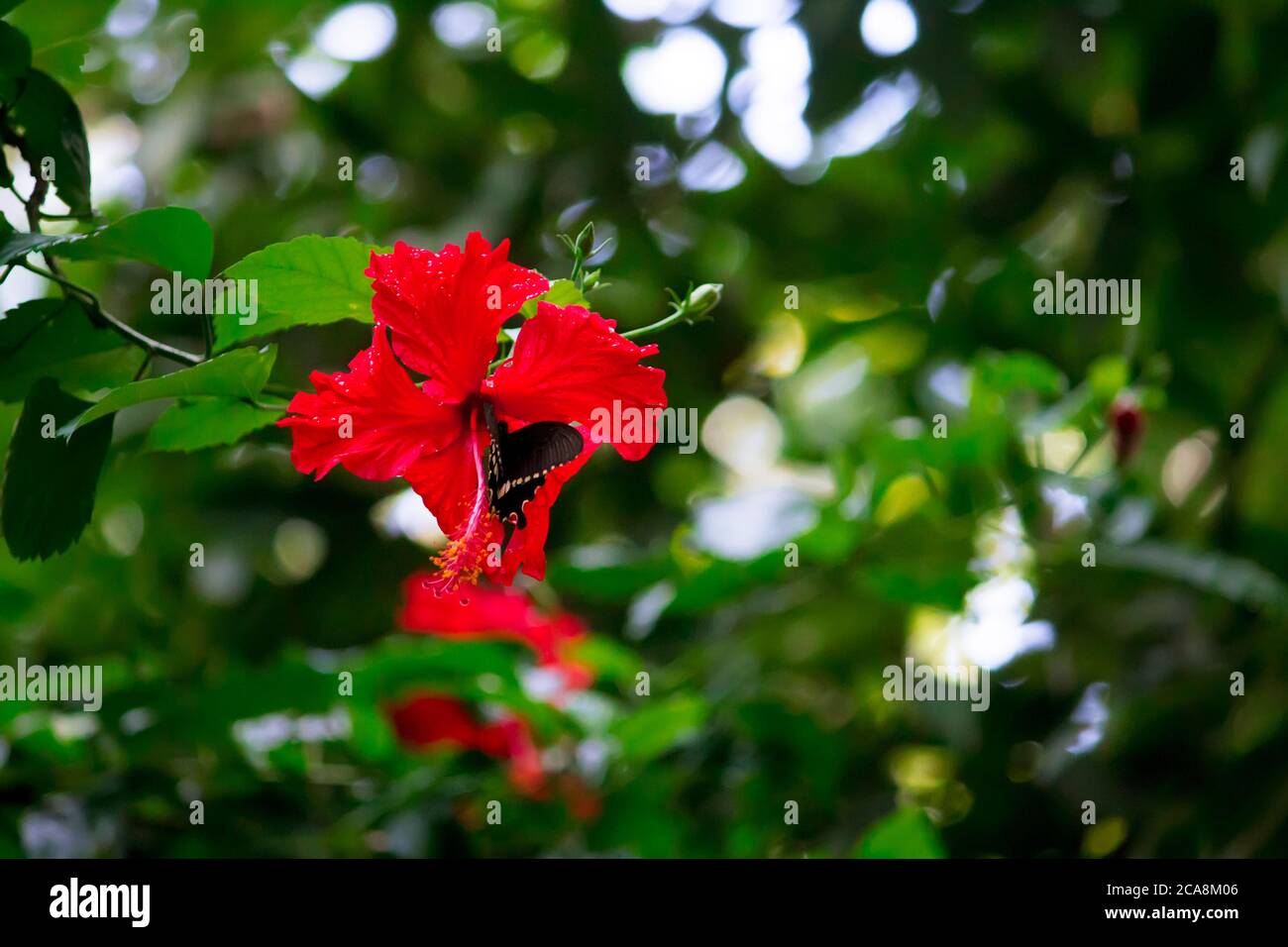Chinese red rose on a green tree Stock Photo - Alamy