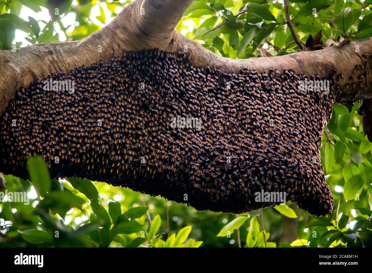 Frame honeycomb icon in hi-res stock photography and images - Alamy