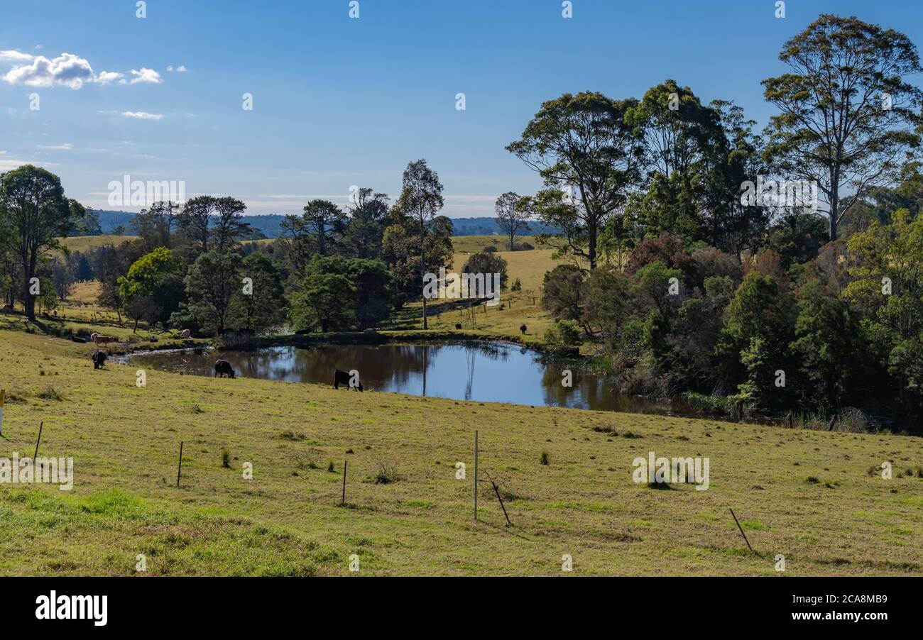 Rural landscape with cows in Bodalla on the South Coast of NSW ...