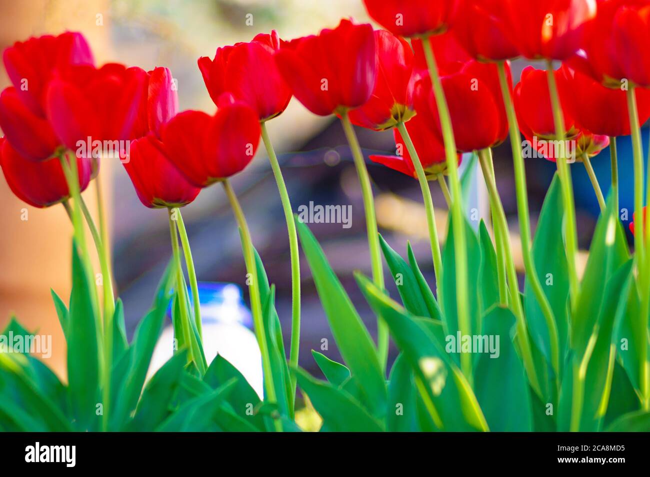 Group of colorful tulip. Real live red tulips blooming in early spring ...