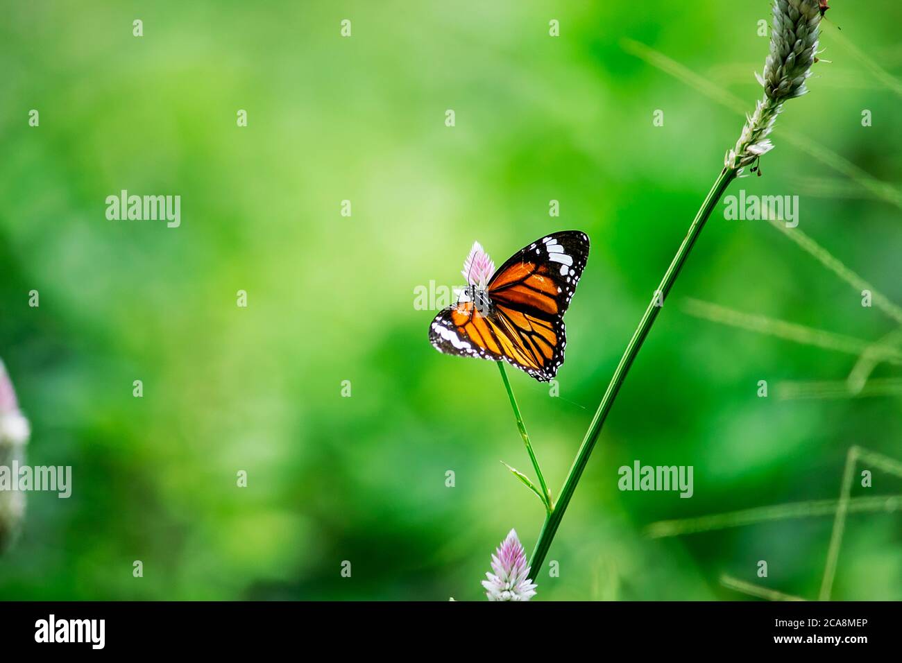 Monarch Butterfly on a Flower Stock Photo - Alamy