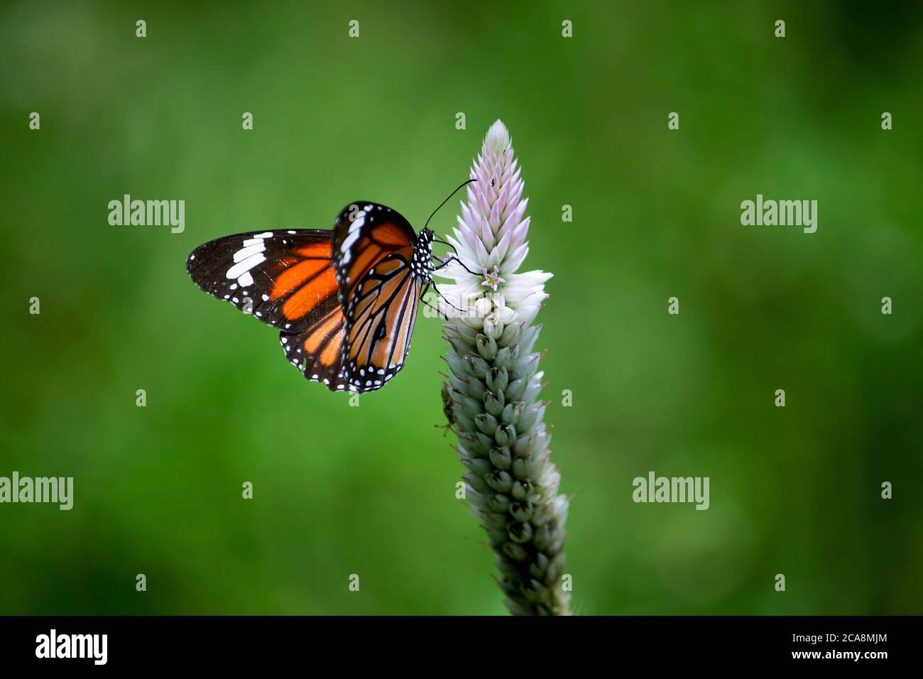 Monarch Butterfly on a Flower Stock Photo - Alamy