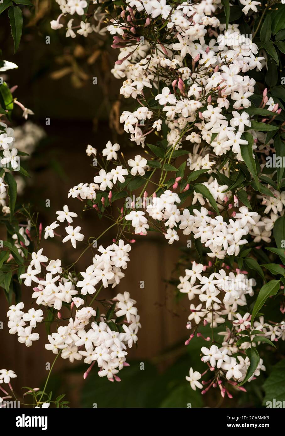 Jasminum officinale, common Jasmine. A close up of fragrant Jasmine ...