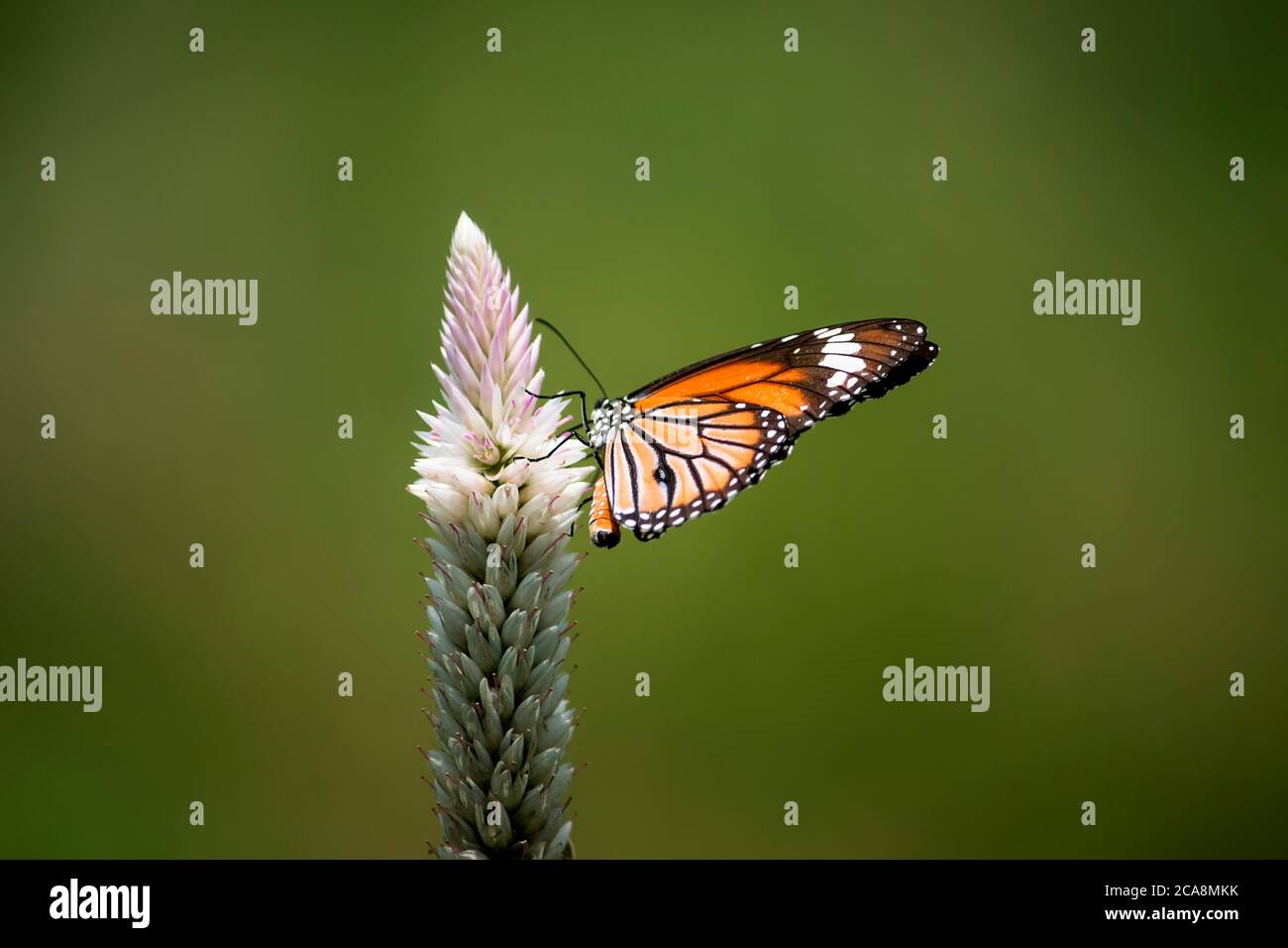 Monarch Butterfly on a Flower Stock Photo - Alamy