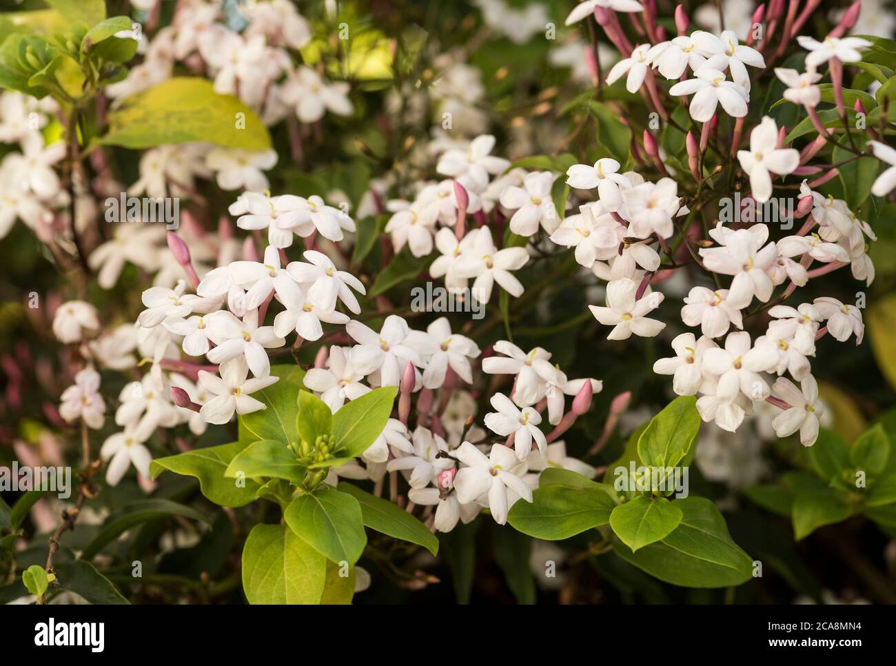 Jasminum officinale, common Jasmine. A close up of fragrant Jasmine ...