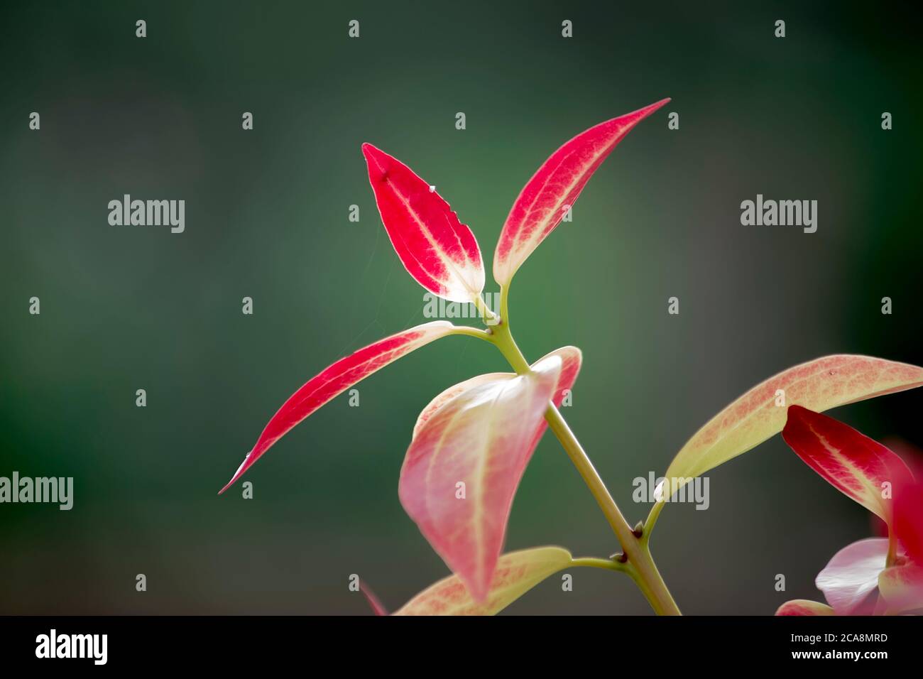 Ceylon cinnamon tree hi-res stock photography and images - Alamy