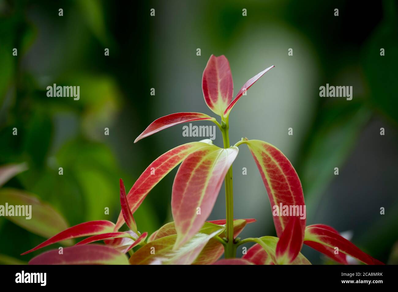 Ceylon cinnamon tree hi-res stock photography and images - Alamy