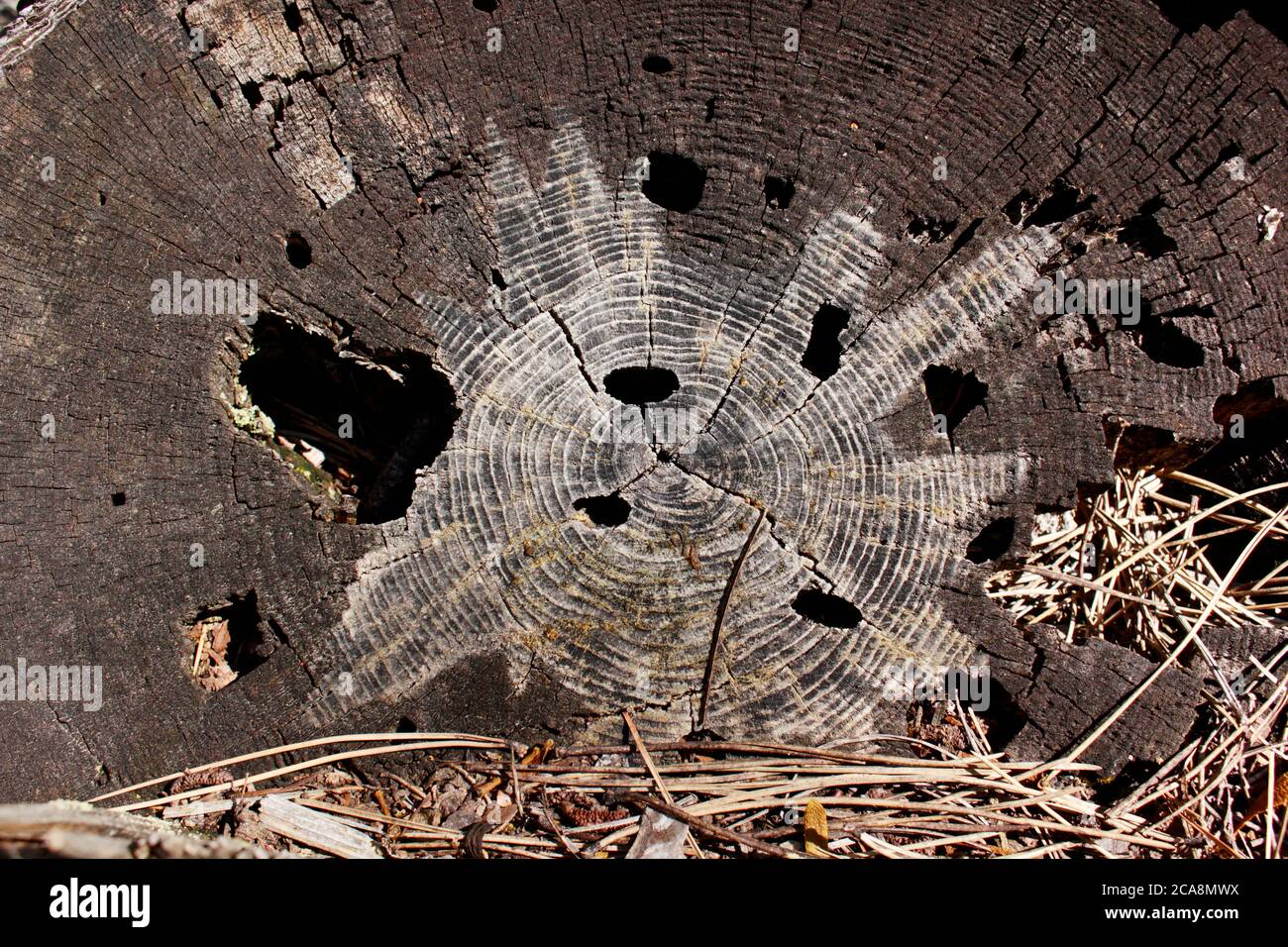 Tree ring abstract background textured Stock Photo - Alamy