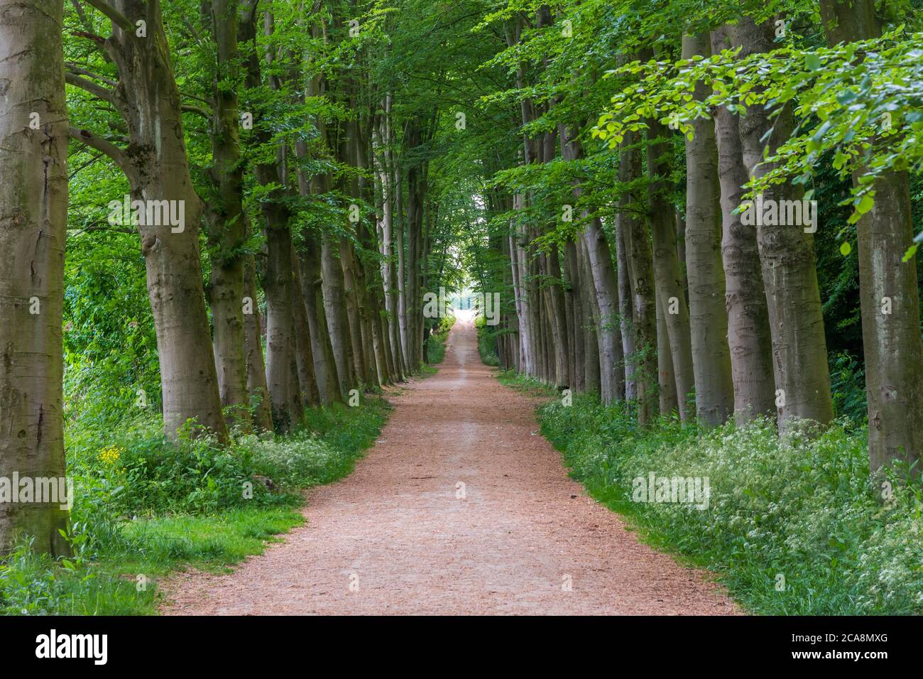 Forest path with trees in symmetry on both sides in Neerijnen, Province ...