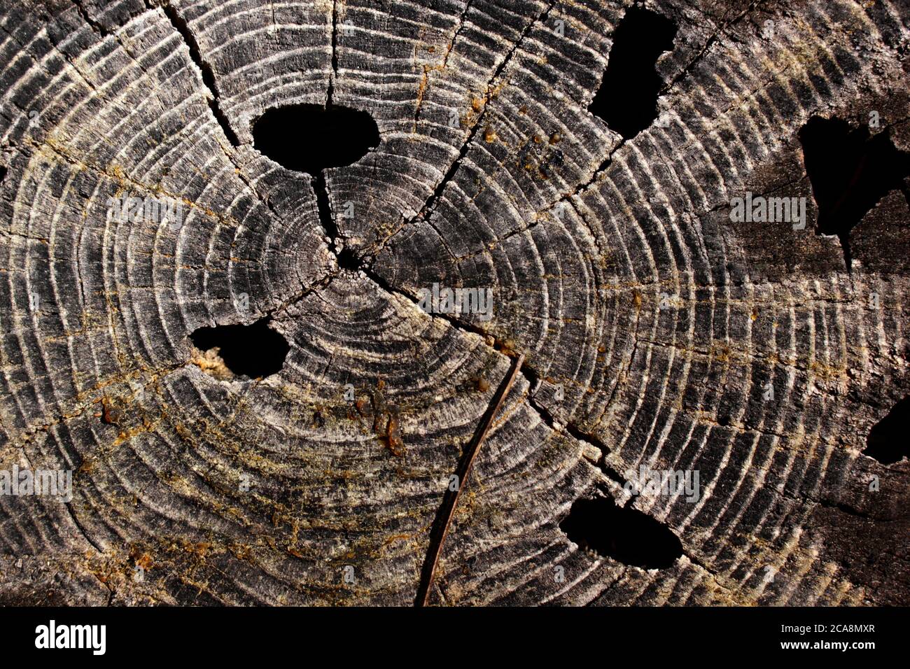 Tree ring abstract background textured Stock Photo - Alamy