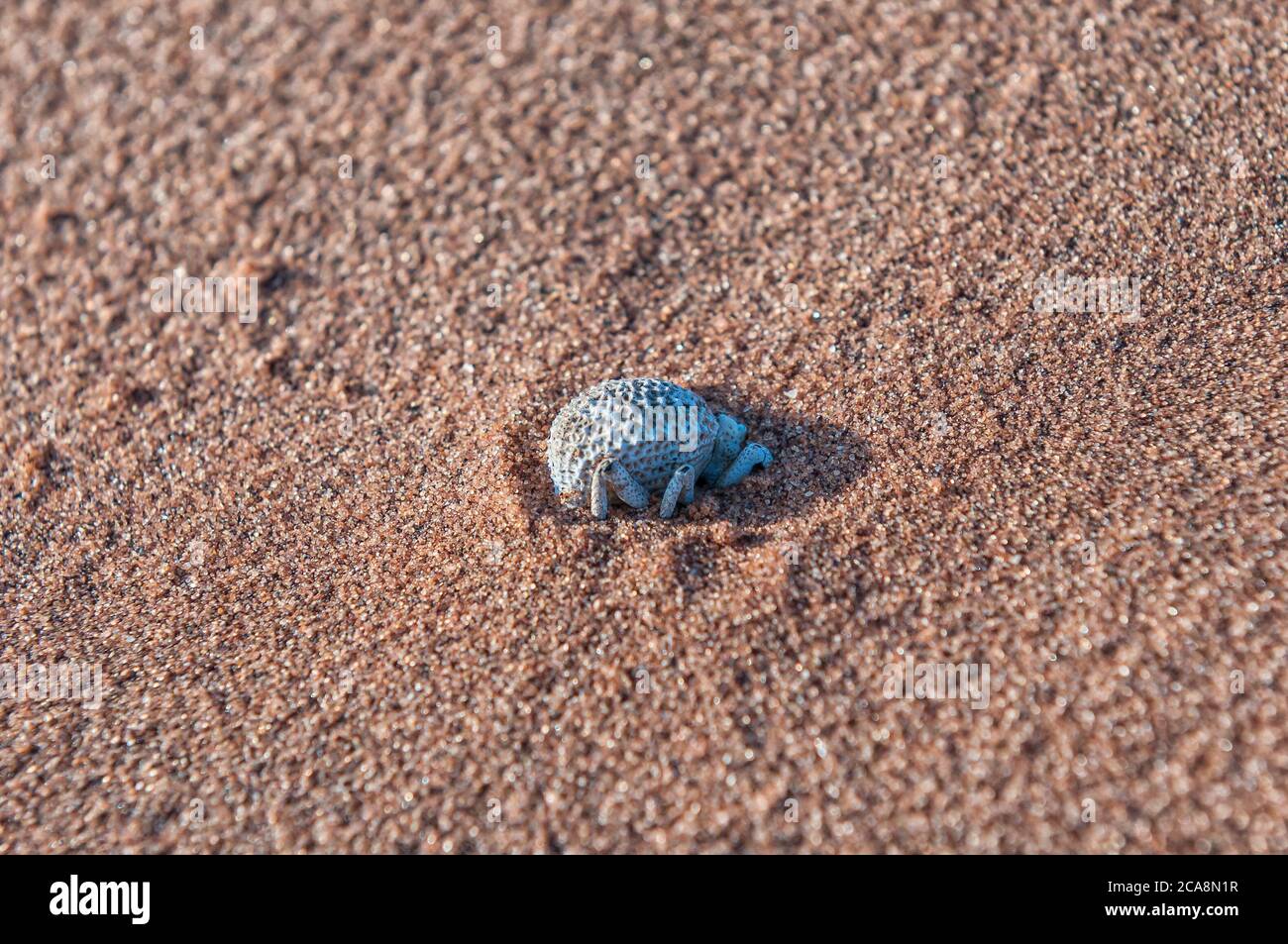 An insect in the sand of a dune at Sossusvlei Stock Photo - Alamy