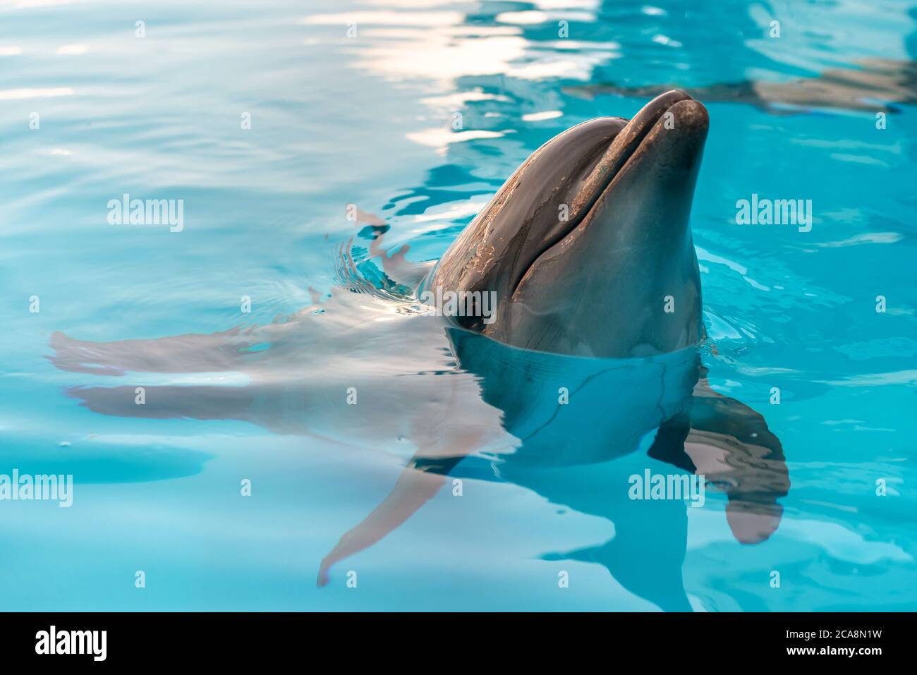 Moving Animations Of Dolphins
